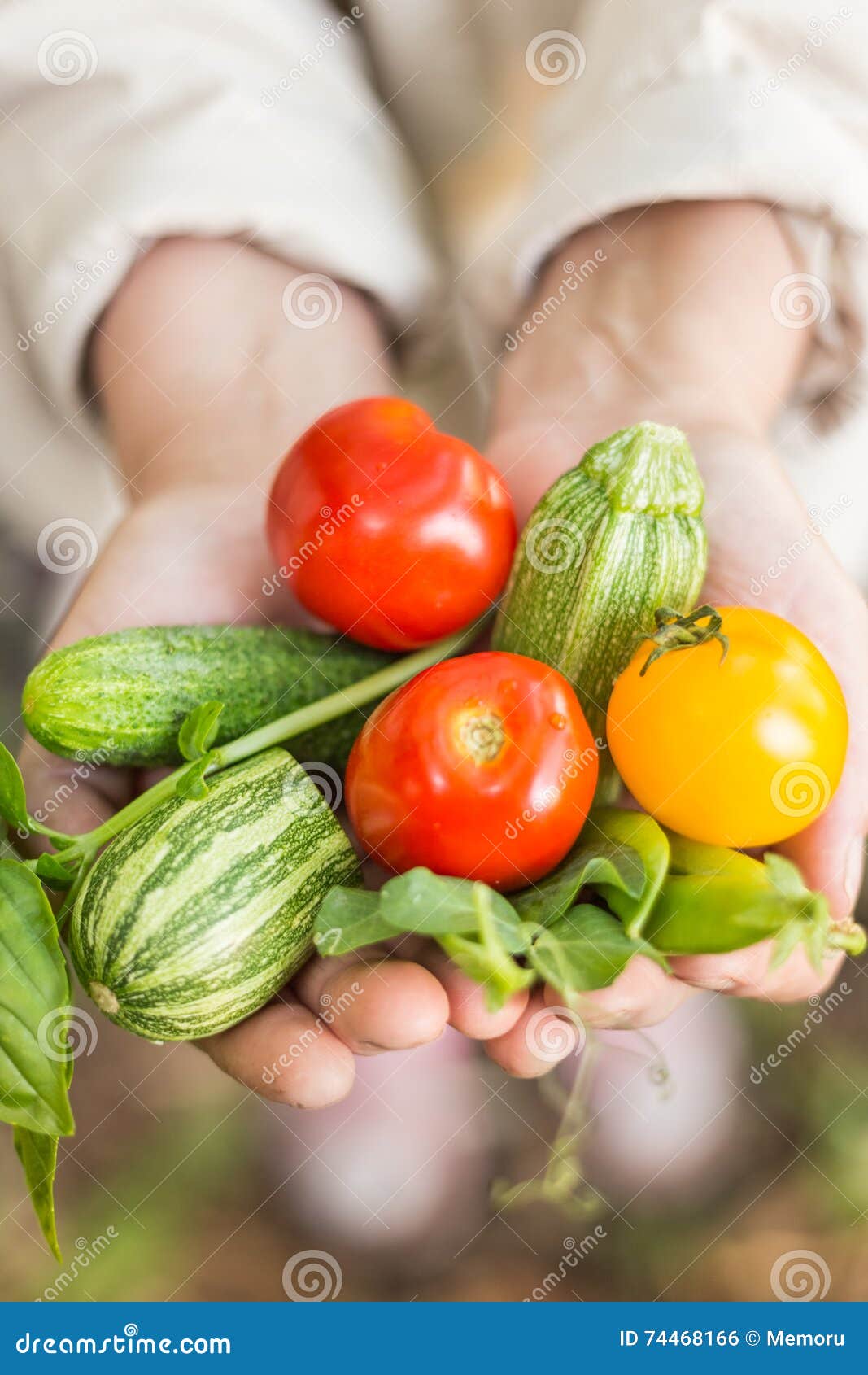 Person Holding Freshly Picked Locally Grown Veggies. Stock Photo ... Person Holding Freshly Picked Locally Grown Veggies. Stock Photo ...