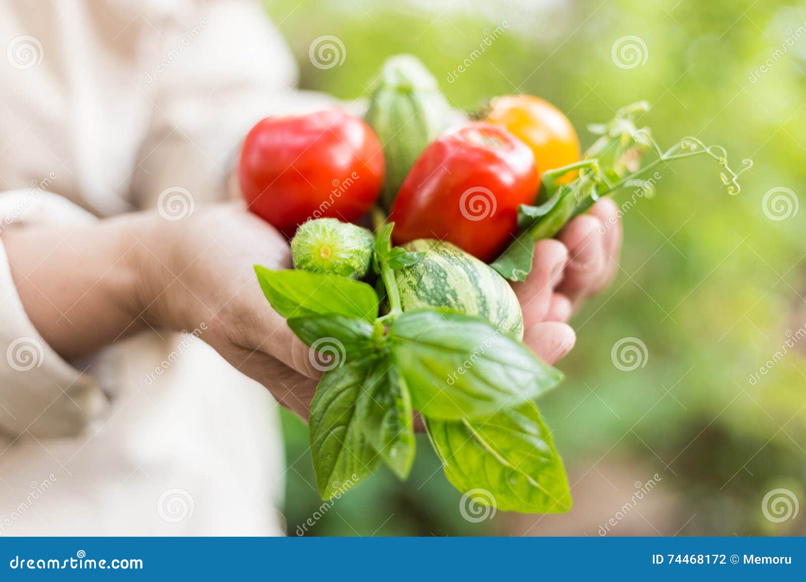 Person Holding Freshly Picked Locally Grown Veggies. Stock Photo ... Person Holding Freshly Picked Locally Grown Veggies. Stock Photo ...