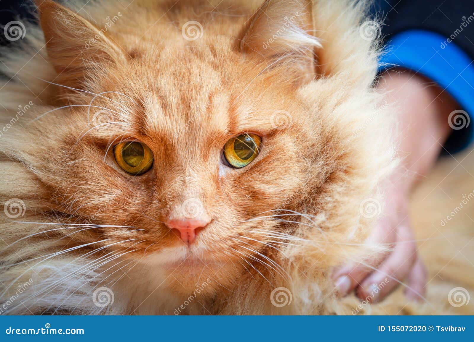 Large Ginger Male Tomcat Cat Tabby Stock Image | CartoonDealer.com ...