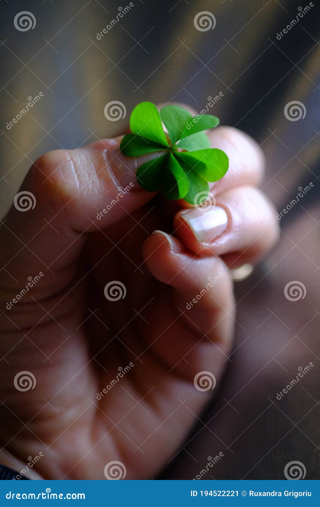 Five leaf clover stock image. Image of perennial, leaf - 194522221