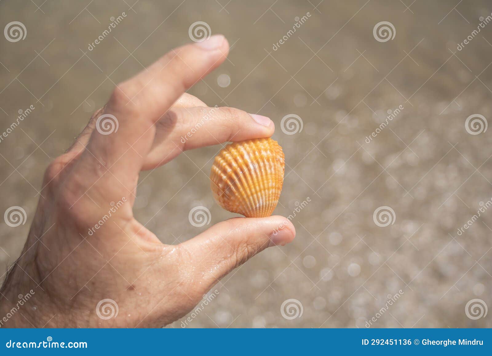 A Person is Holding a Shell in Their Hand Stock Photo - Image of coast ...