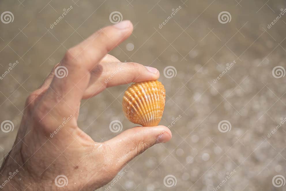 A Person is Holding a Shell in Their Hand Stock Photo - Image of coast ...