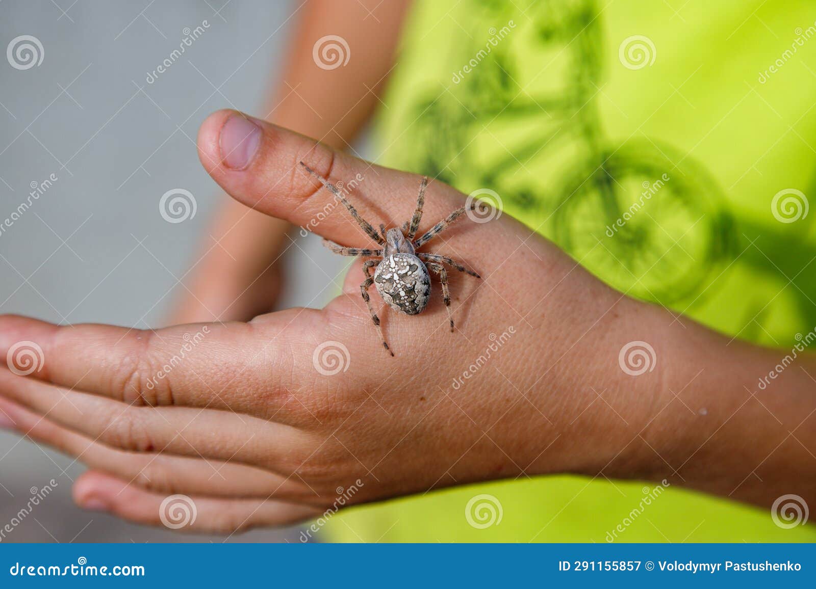 Person Holding Spider in Their Hand with Spider on it Stock Image ...