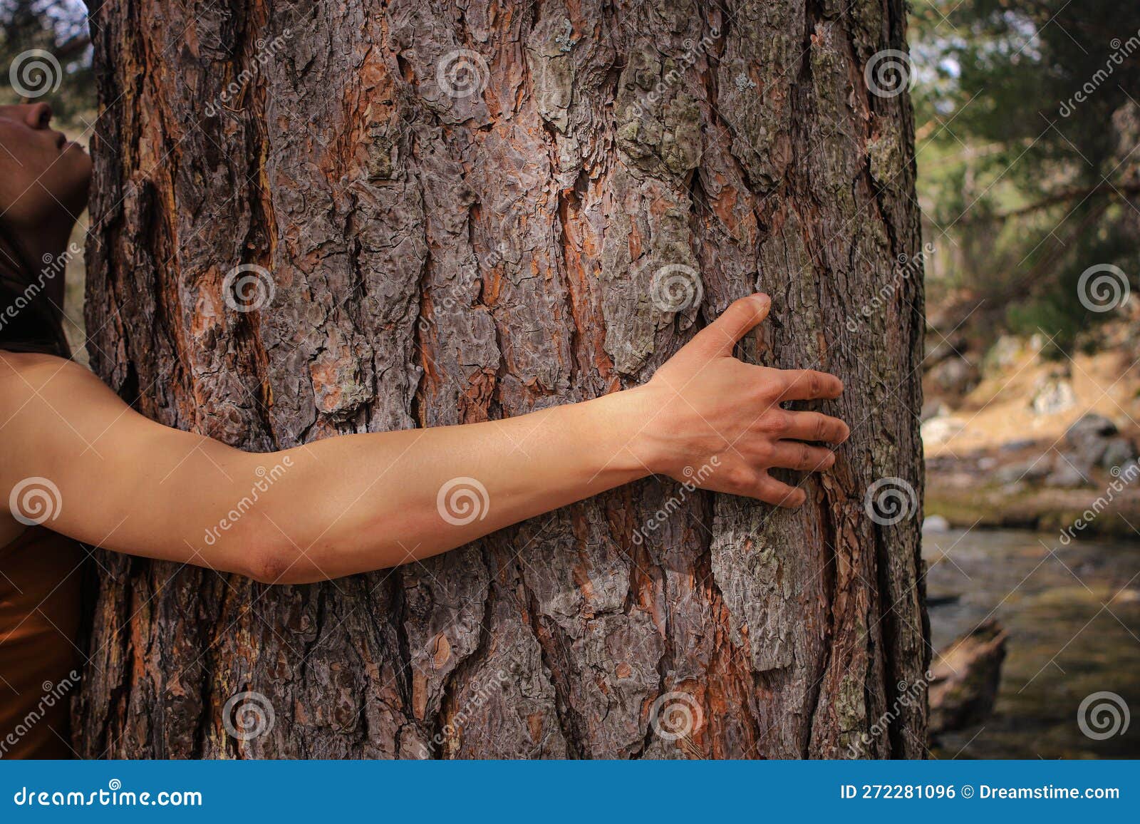 A Person Hugging a Tree in the Middle of the Forest Stock Photo - Image ...