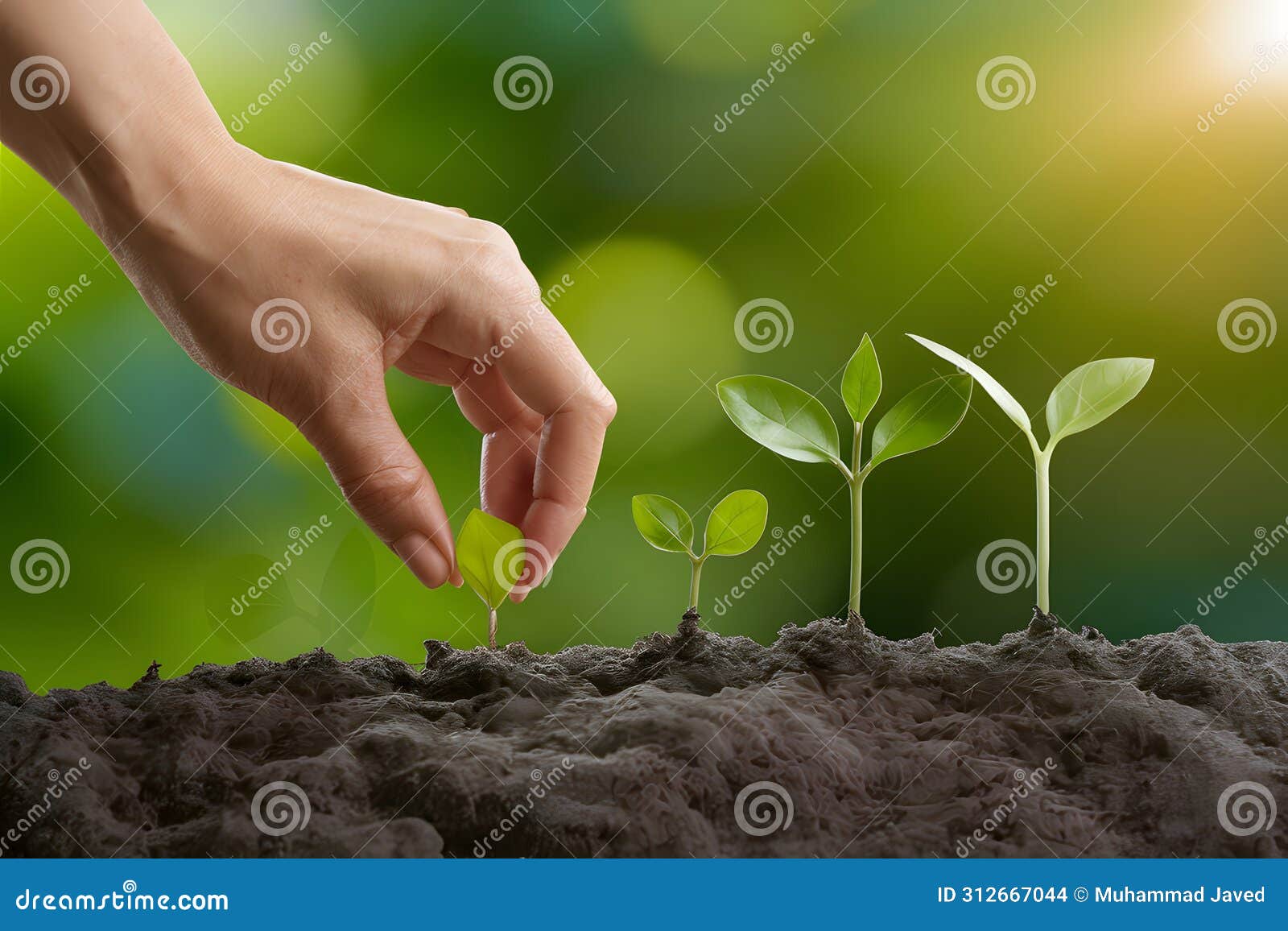 Person Plants Seeds, Nurturing Growth of Innovative Solutions To ...