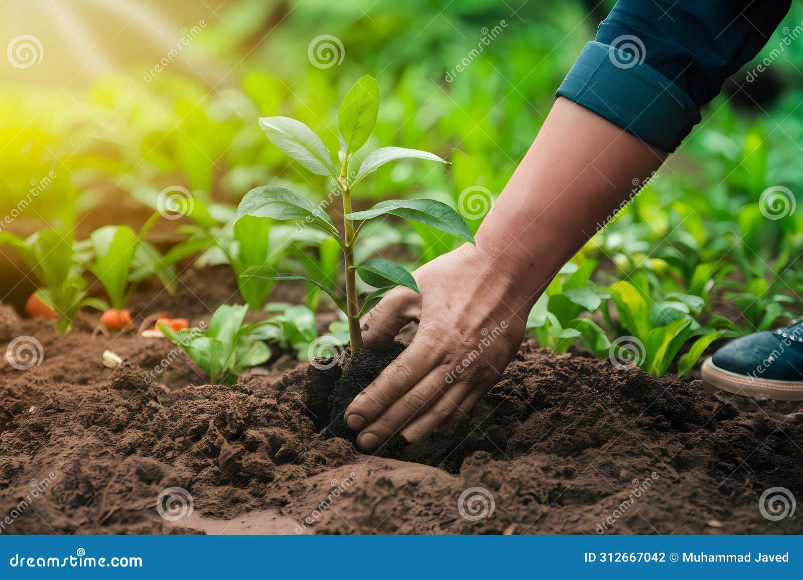 Person Plants Tree, Symbolizing Commitment To Sustainability and ...