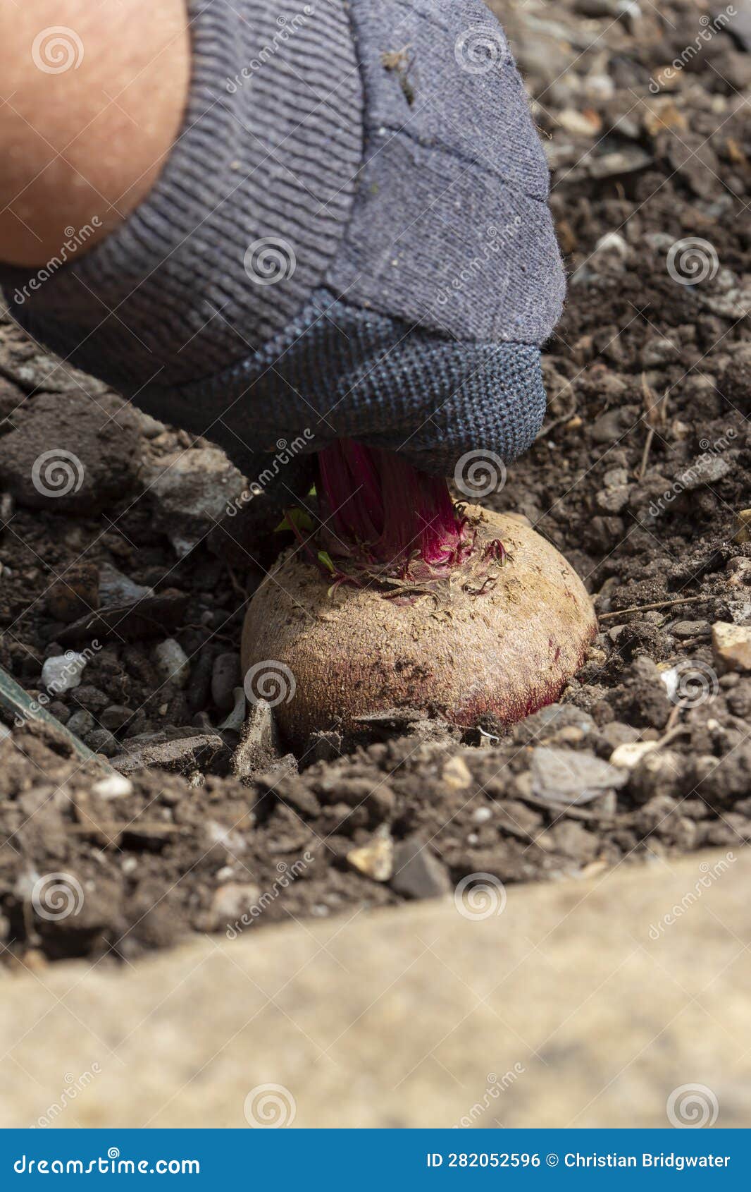 Person Pulling Beetroot from a Garden Vegetable Plot Stock Photo ...