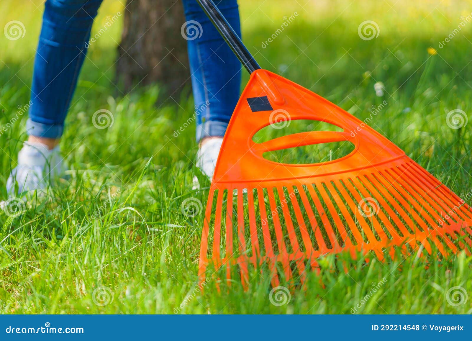 Person raking green lawn stock photo. Image of equipment - 292214548