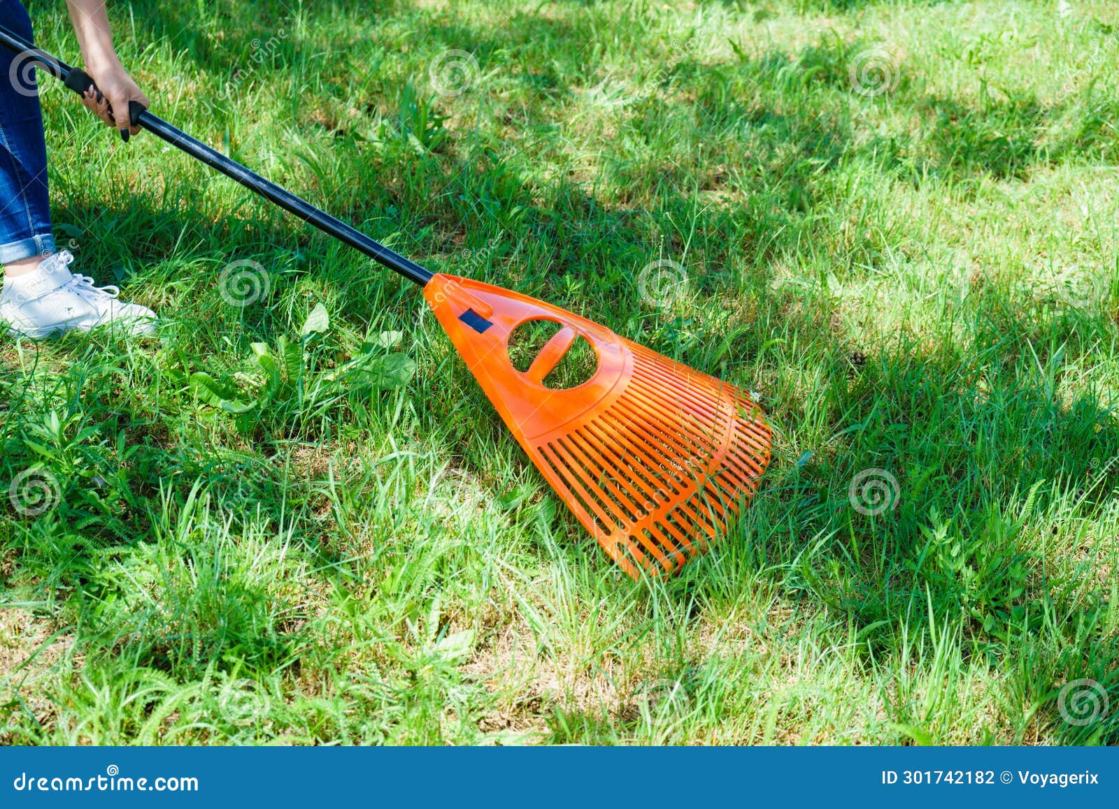 Person raking green lawn stock photo. Image of gardening - 301742182