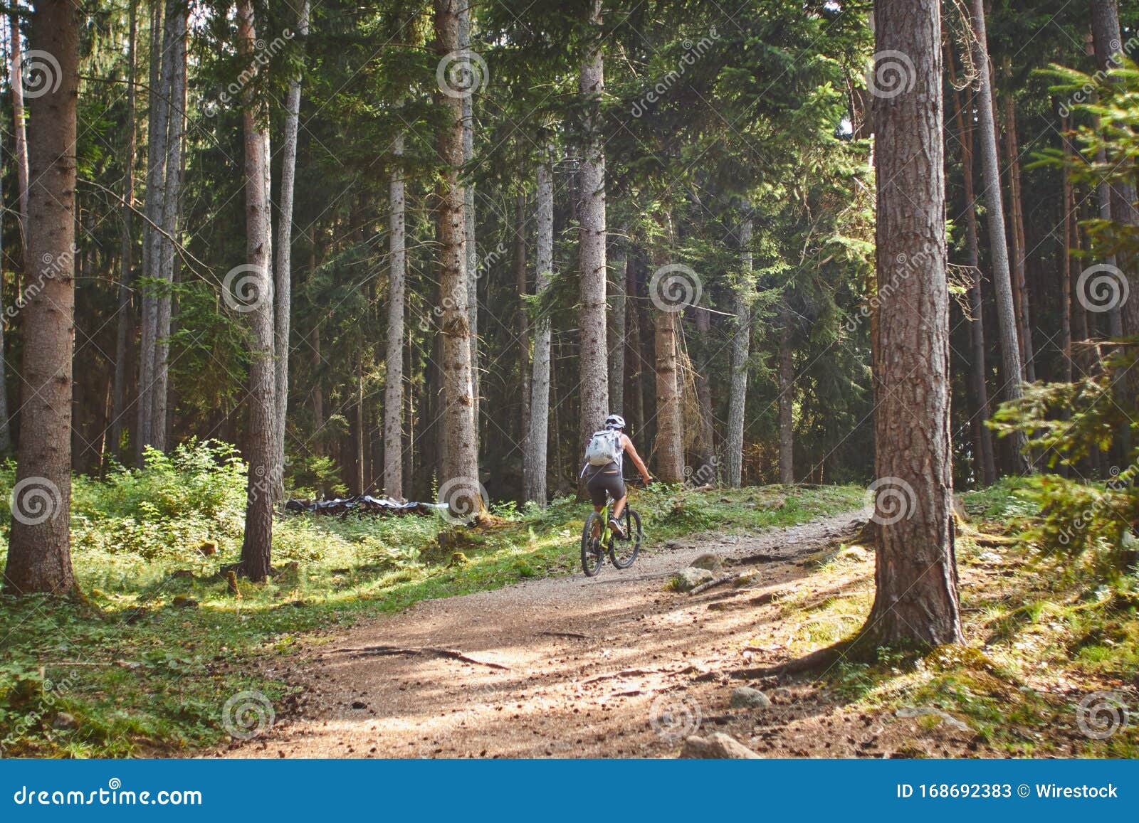 Person Riding a Bicycle on a Pathway Surrounded by Tall Trees Editorial ...