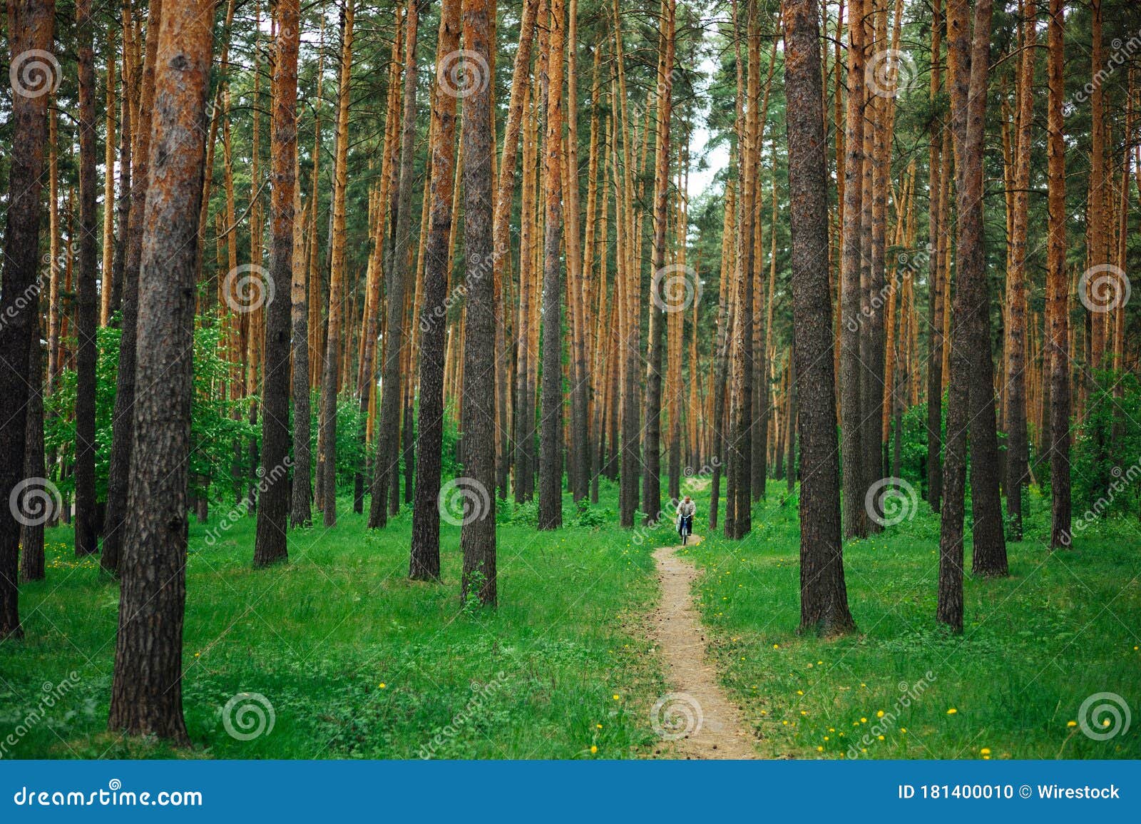 Person Riding a Bicycle through the Trees of the Forest Stock Photo ...