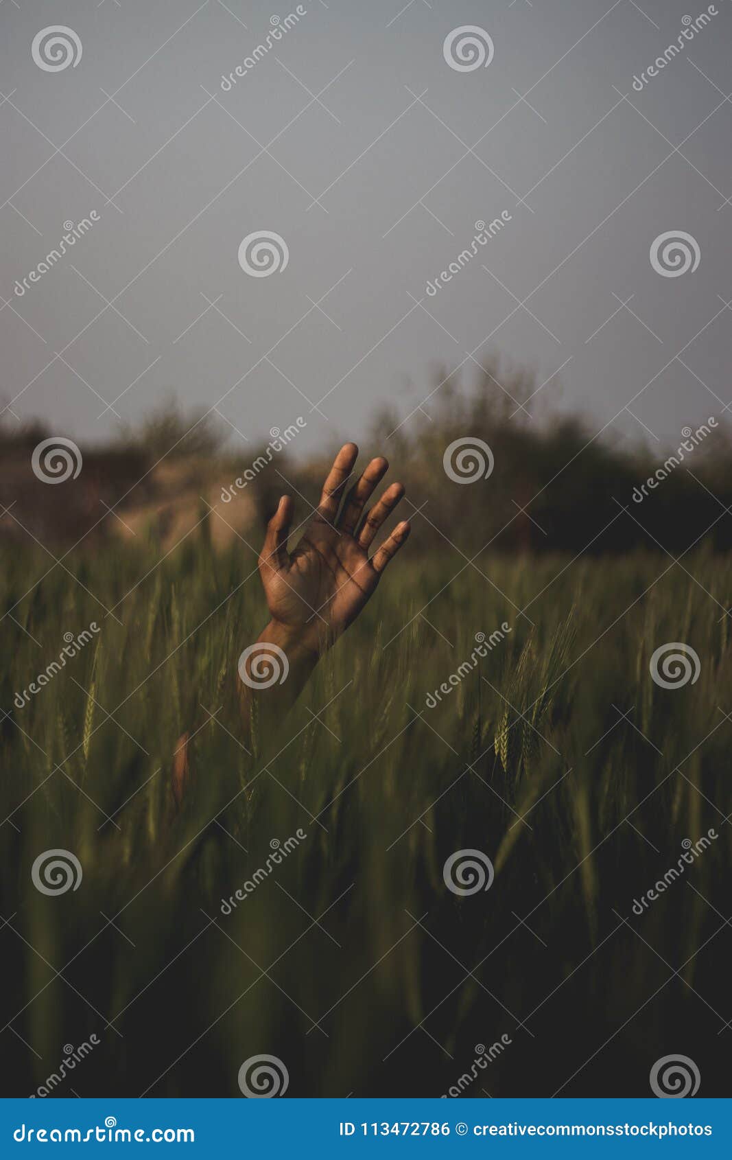 Person's Hand On Field Picture. Image: 113472786