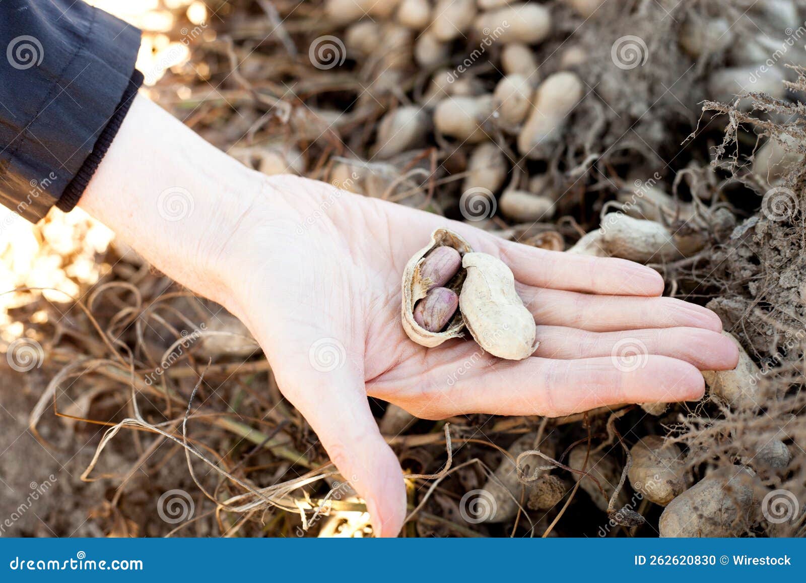Person S Hand Holding a Peanut in a Field Stock Photo - Image of eating ...
