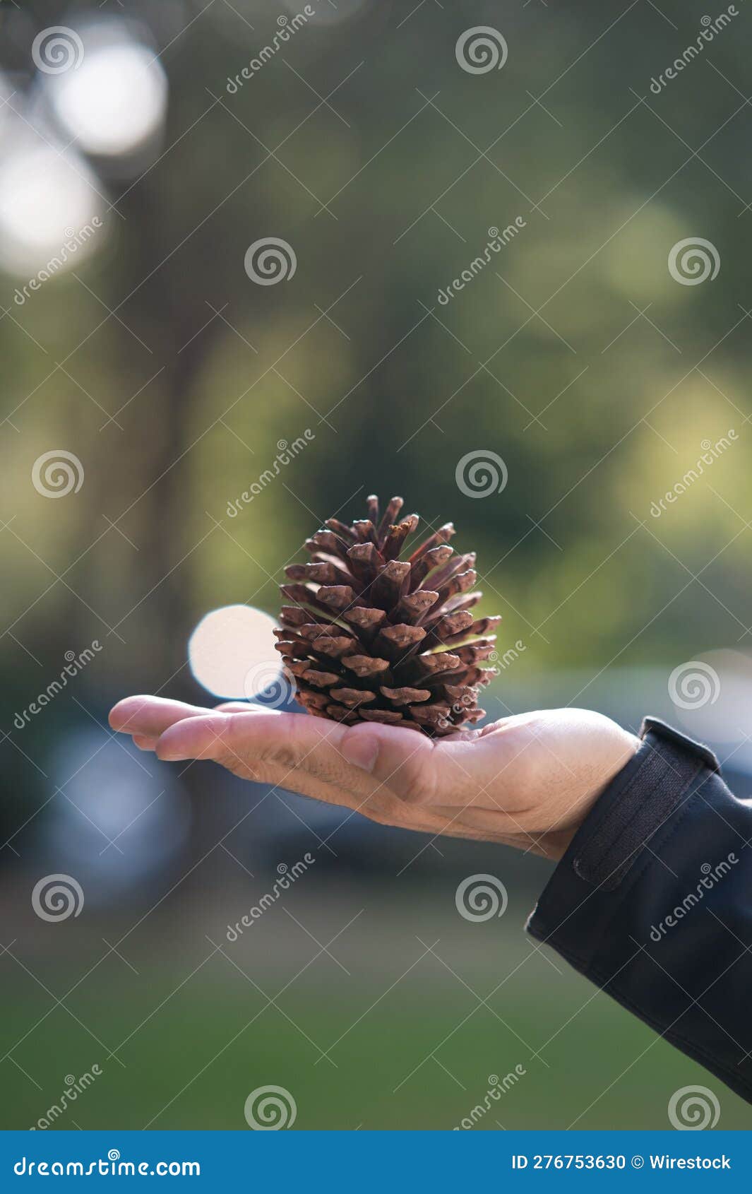 Person S Hand Holding a Pine Cone Stock Photo - Image of garden, nature ...