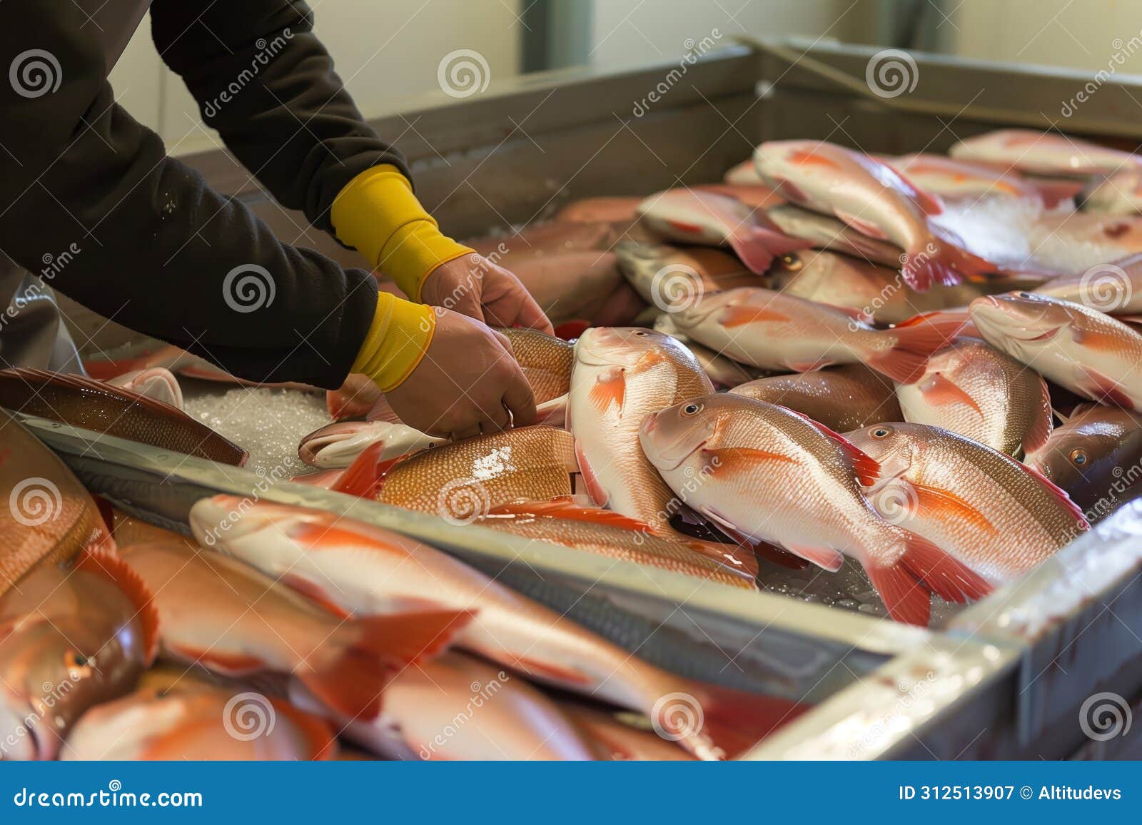 Person Sorting And Grading Fish In Processing Facility Stock Image ...
