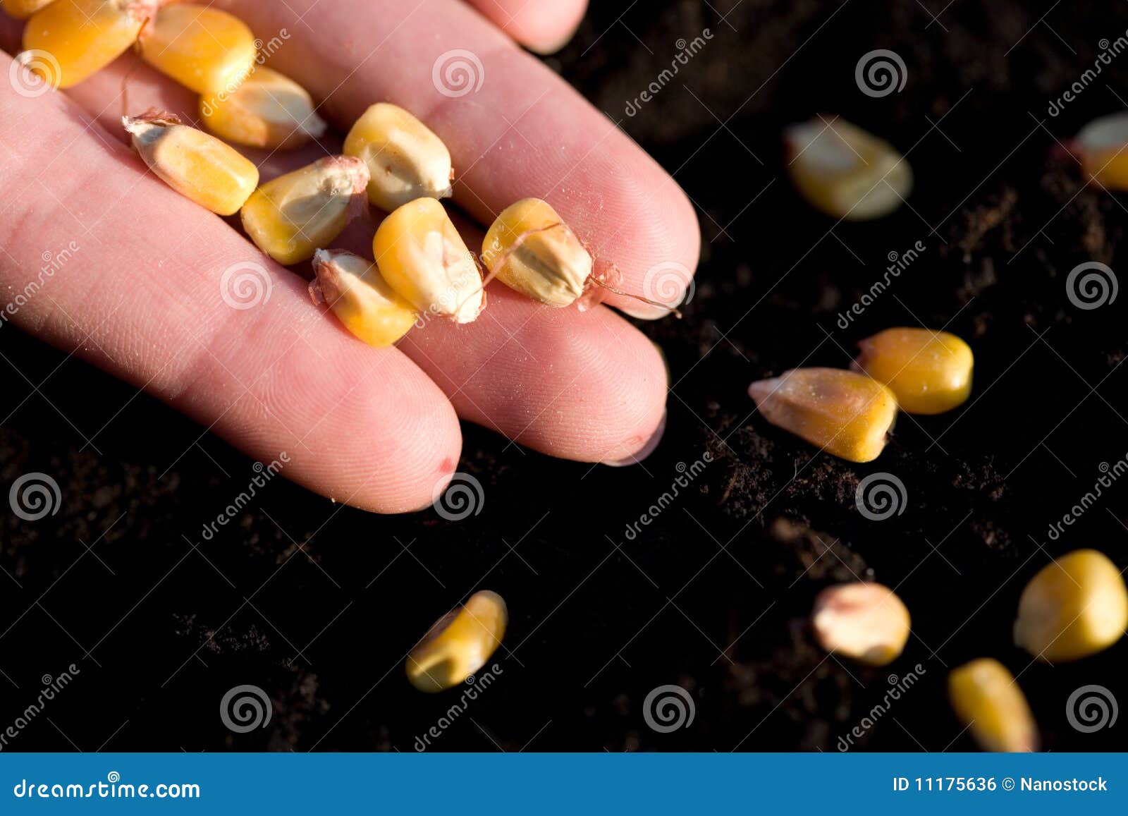 Sowing Of Corn. Tractor With A Seeder On The Field. Using A Seeder For ...