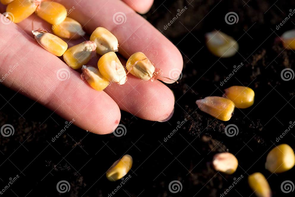 Person sowing corn stock photo. Image of person, holds - 11175636