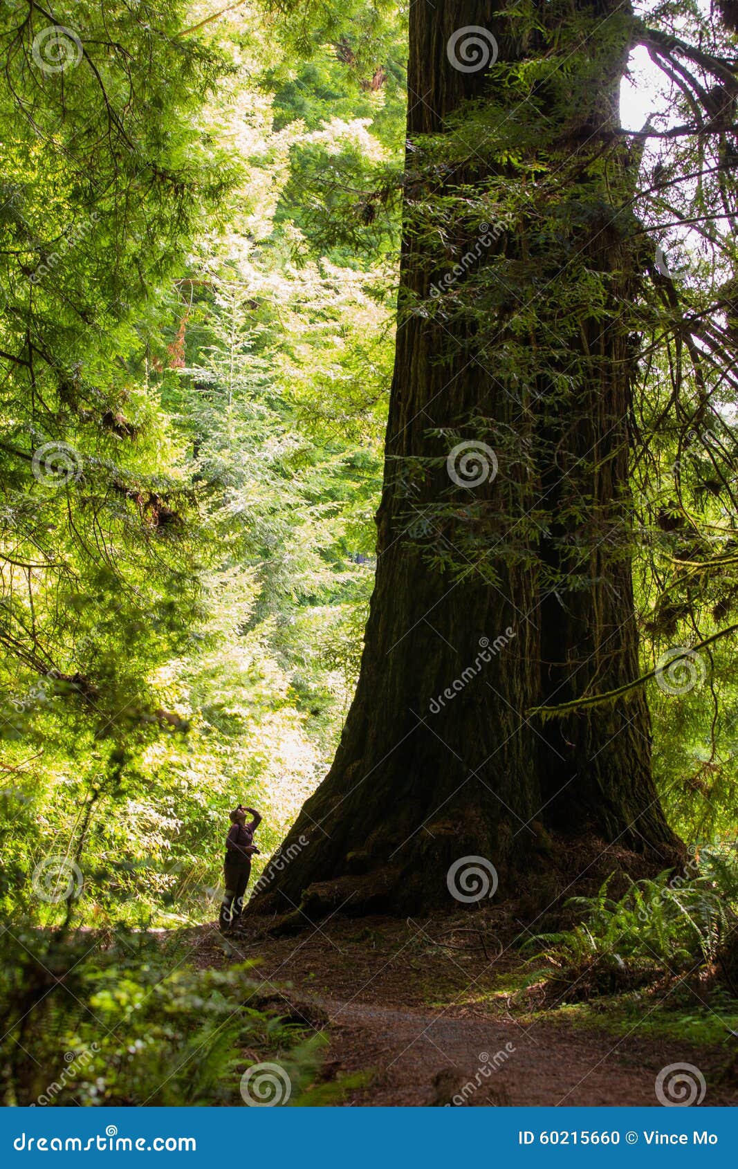 Person Standing Next To Sequoia Tree Stock Photo - Image of dwarfed ...