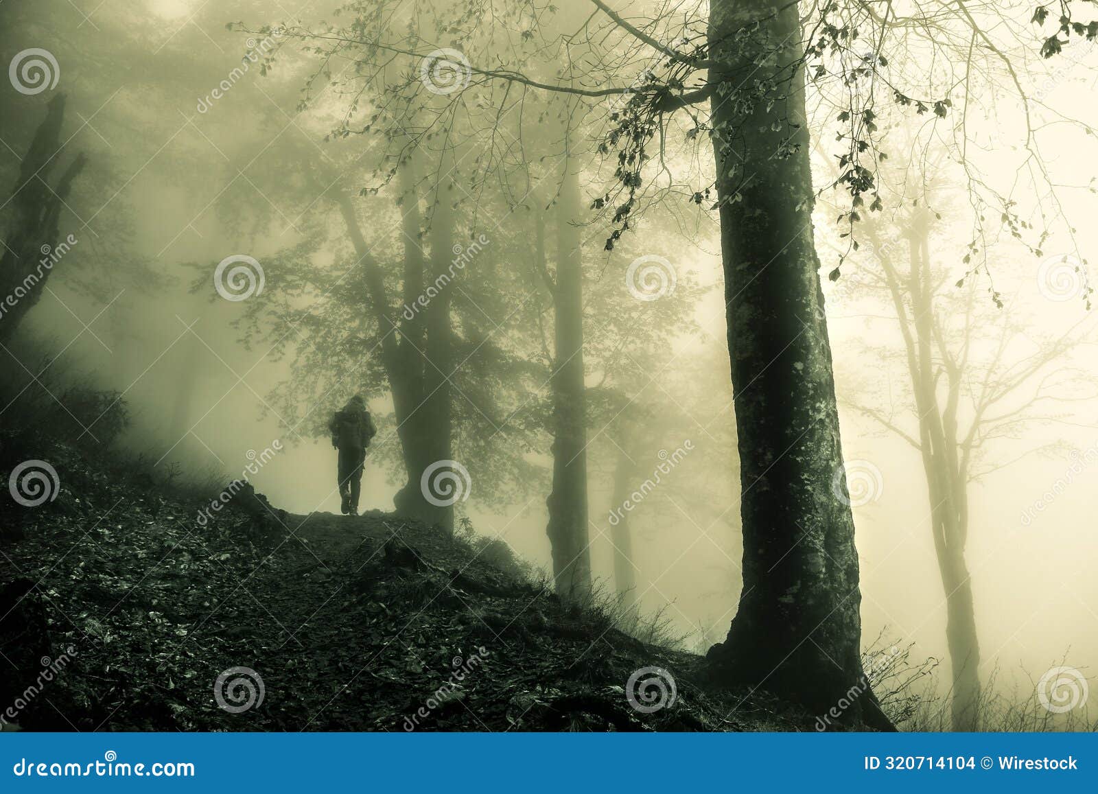 Person Strolling through a Forest Path Stock Photo - Image of path ...