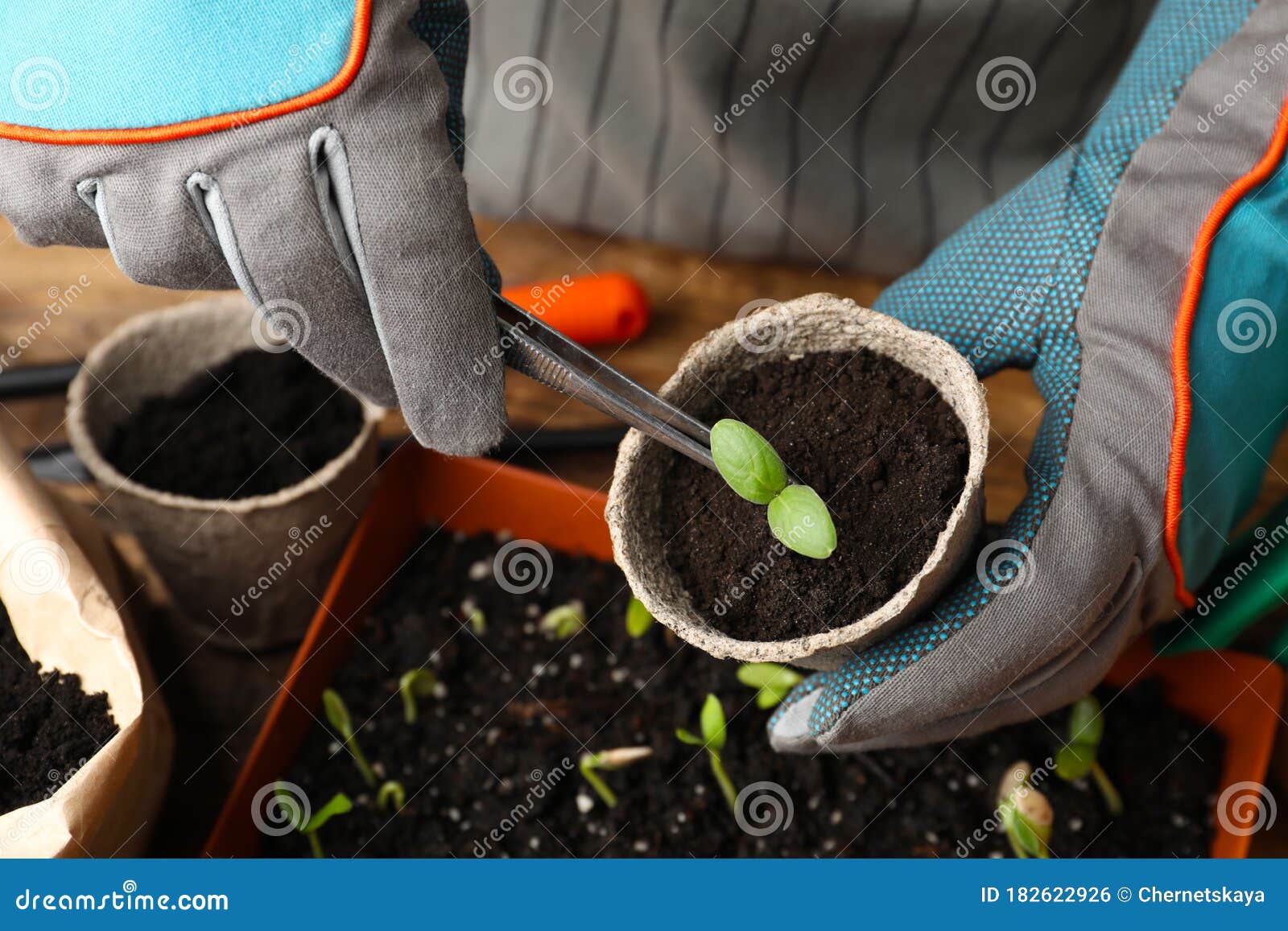 Person Taking Care of Seedling at Table Stock Photo - Image of female ...