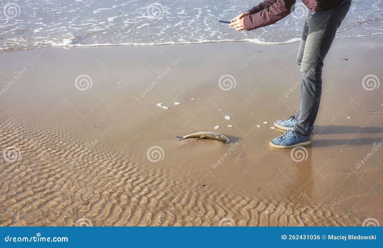 A Person Taking a Photo of a Dead Fish on the Beach Stock Photo - Image ...