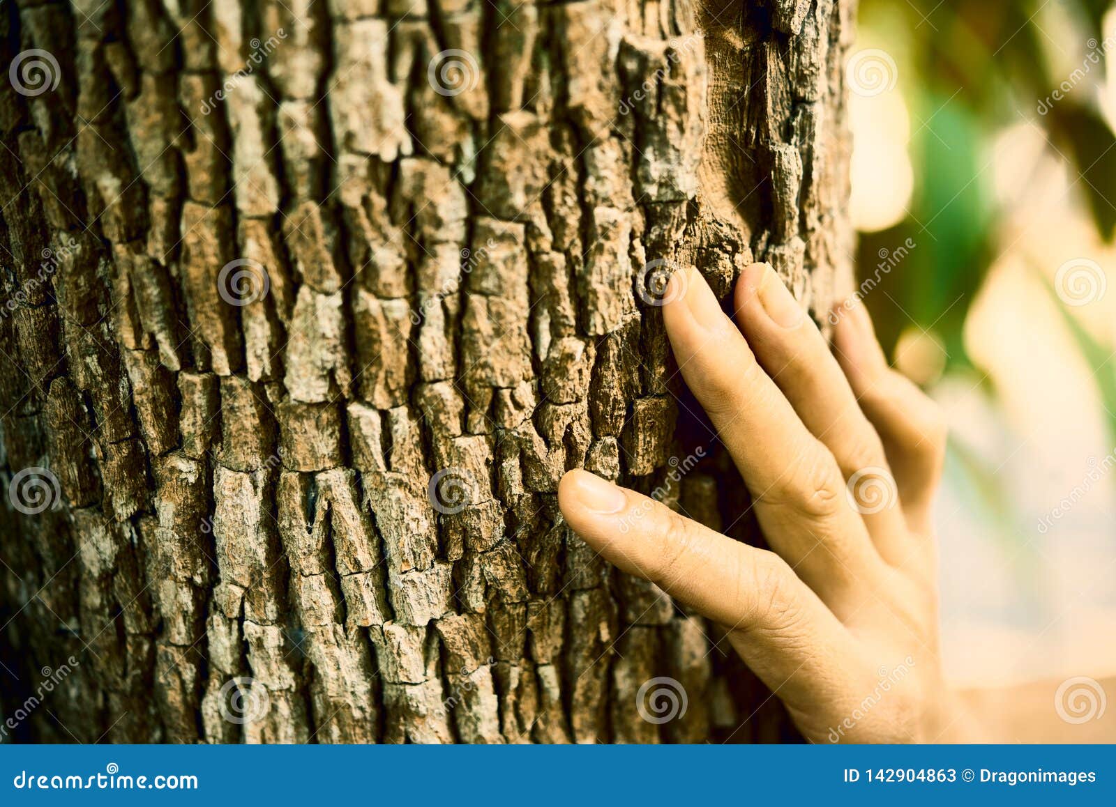 Person touching tree bark stock image. Image of woods - 142904863