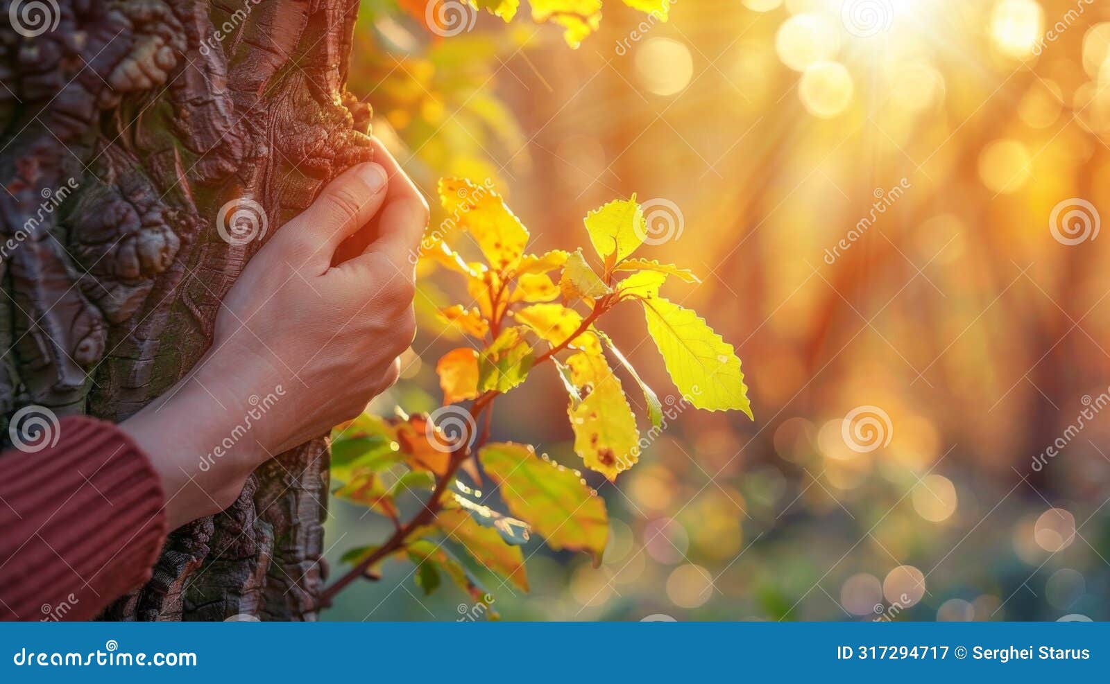 A Person Touching a Tree with Leaves and Sunlight in the Background, AI ...