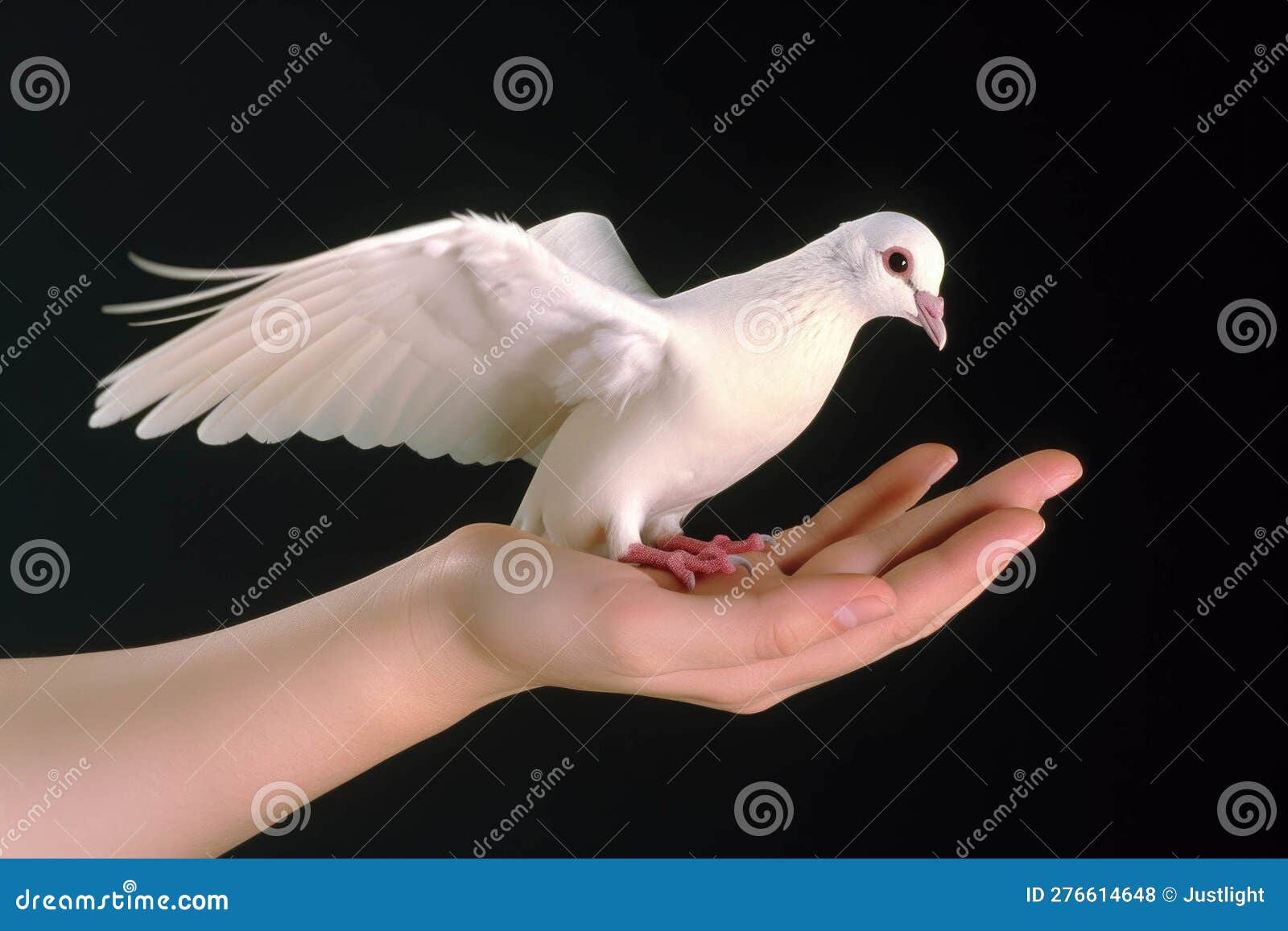 A Person Using Their Open Palms To Hold a Dove in Flight. Stock ...