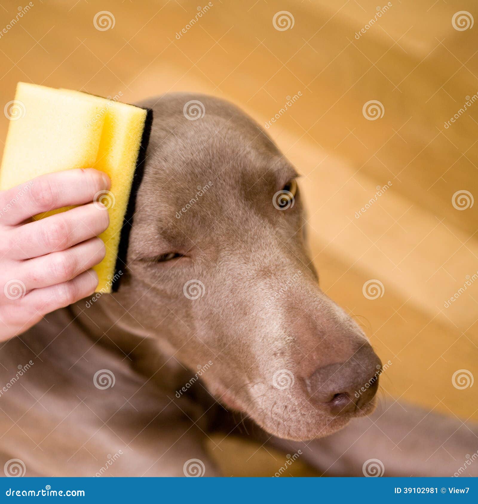 Person washing a dog stock image. Image of sponge, animal - 39102981
