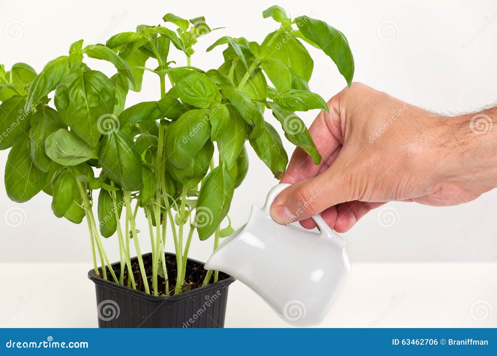 Person Watering a Basil Plant Stock Photo - Image of healthy, botanical ...