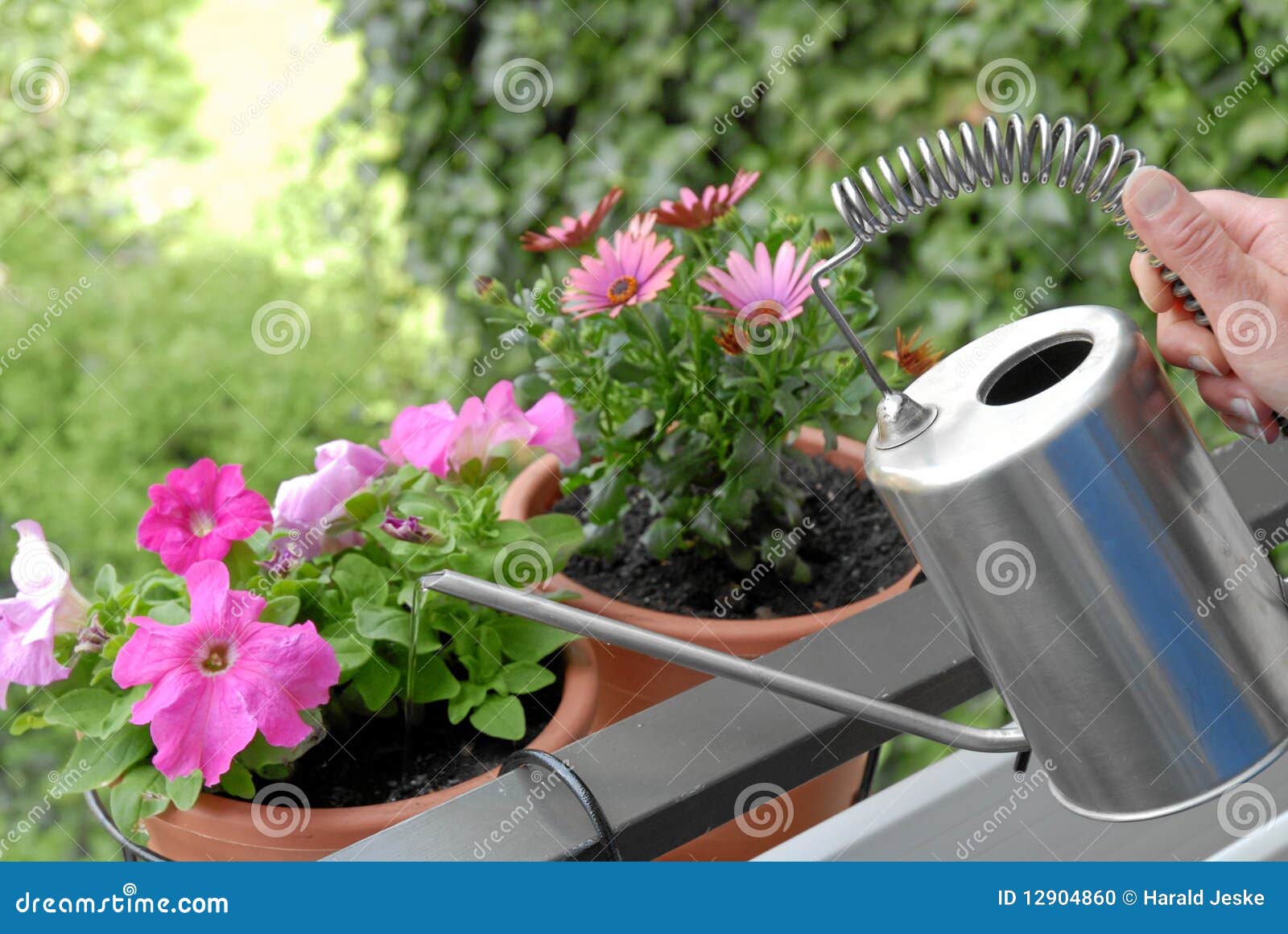 Person watering flowers stock photo. Image of flora, balcony - 12904860