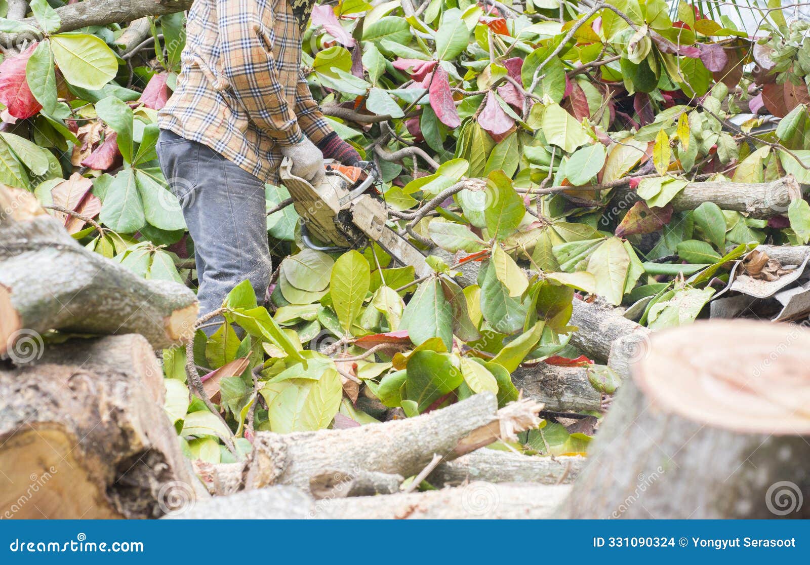 A Person Who is Cutting and Destroying Trees with Machines Stock Photo ...