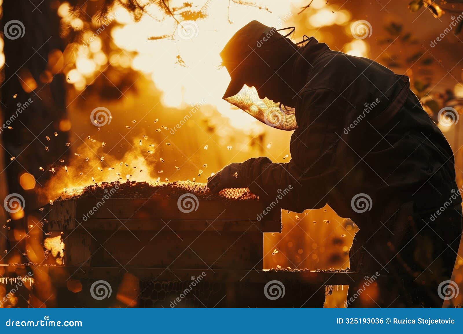 Person Worker in Beekeeper Suit Taking Frame Full of Bees and Honeycomb ...