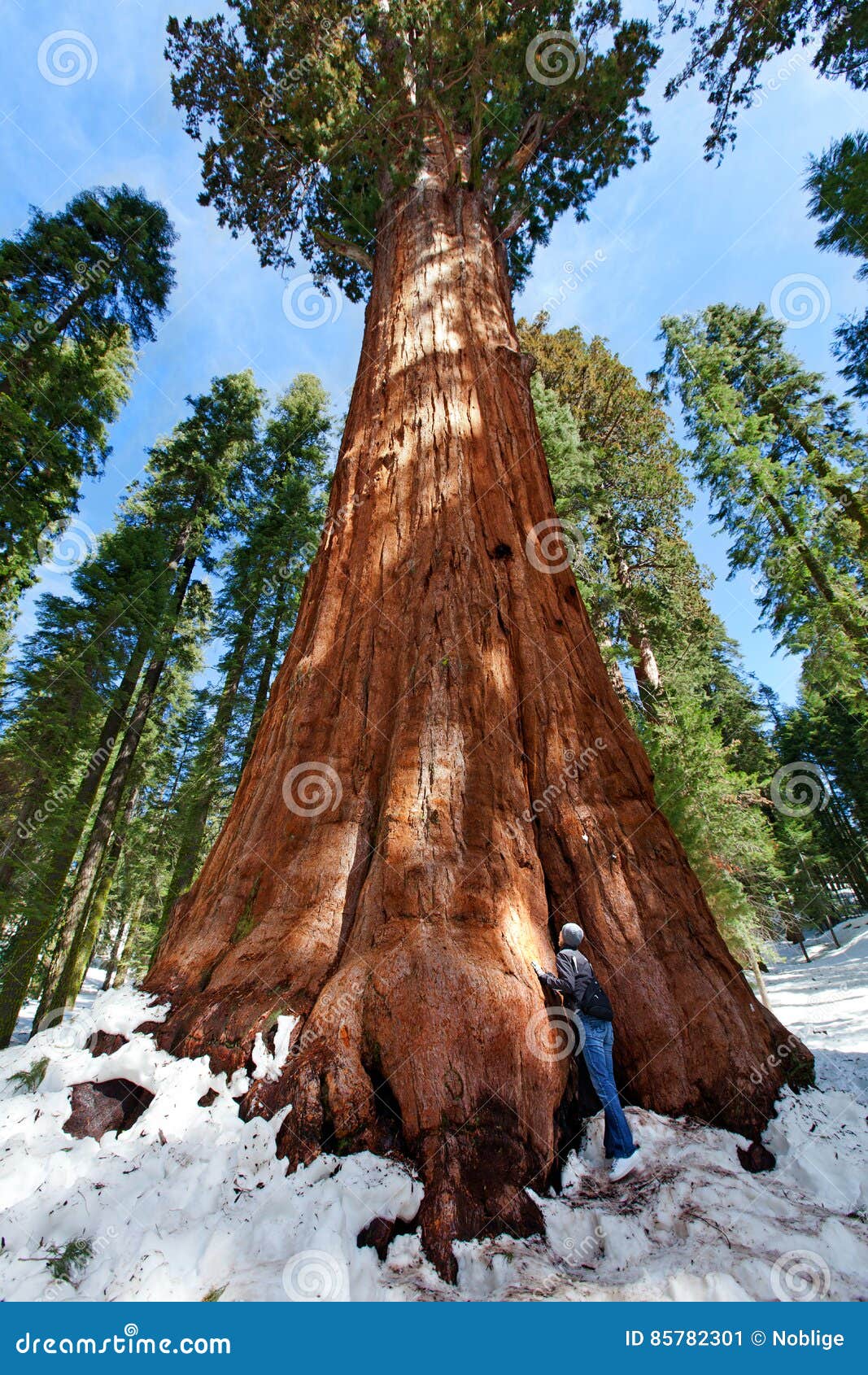 Persona Que Goza De La Secoya NP Imagen de archivo - Imagen de persona ...