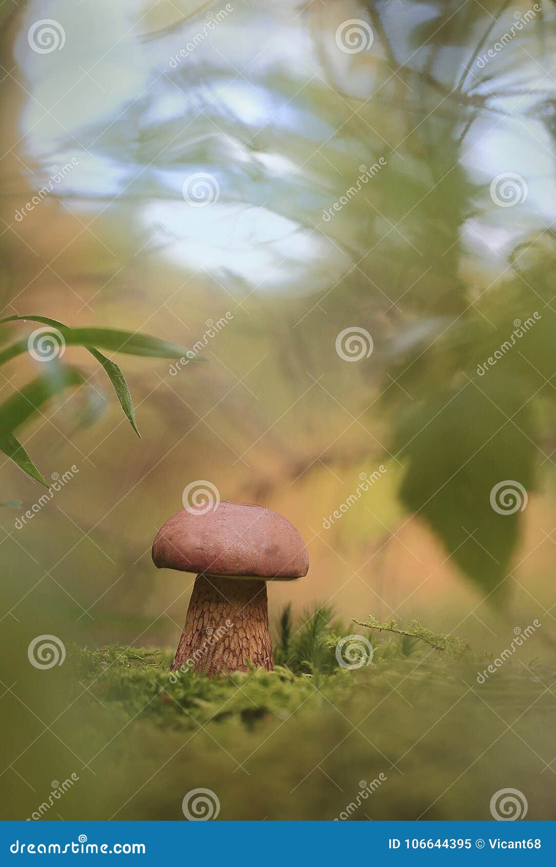 Persona robusta imagen de archivo. Imagen de pantano - 106644395