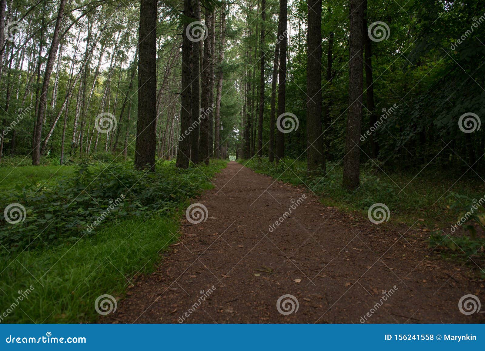 Personal Perspective of Walking on a Path in the Forest Stock Photo ...