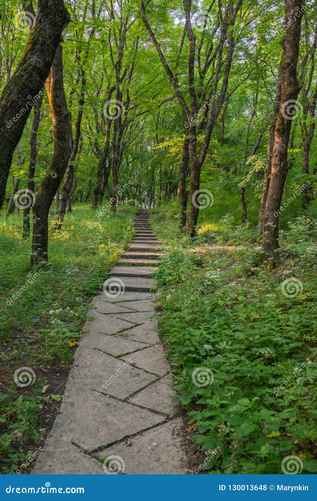 Personal Perspective of Walking on a Path in the Forest. Stock Photo ...