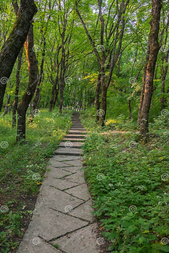 Personal Perspective of Walking on a Path in the Forest. Stock Photo ...