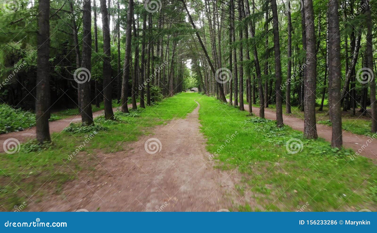 Personal Perspective of Walking on a Path in the Forest Stock Footage ...