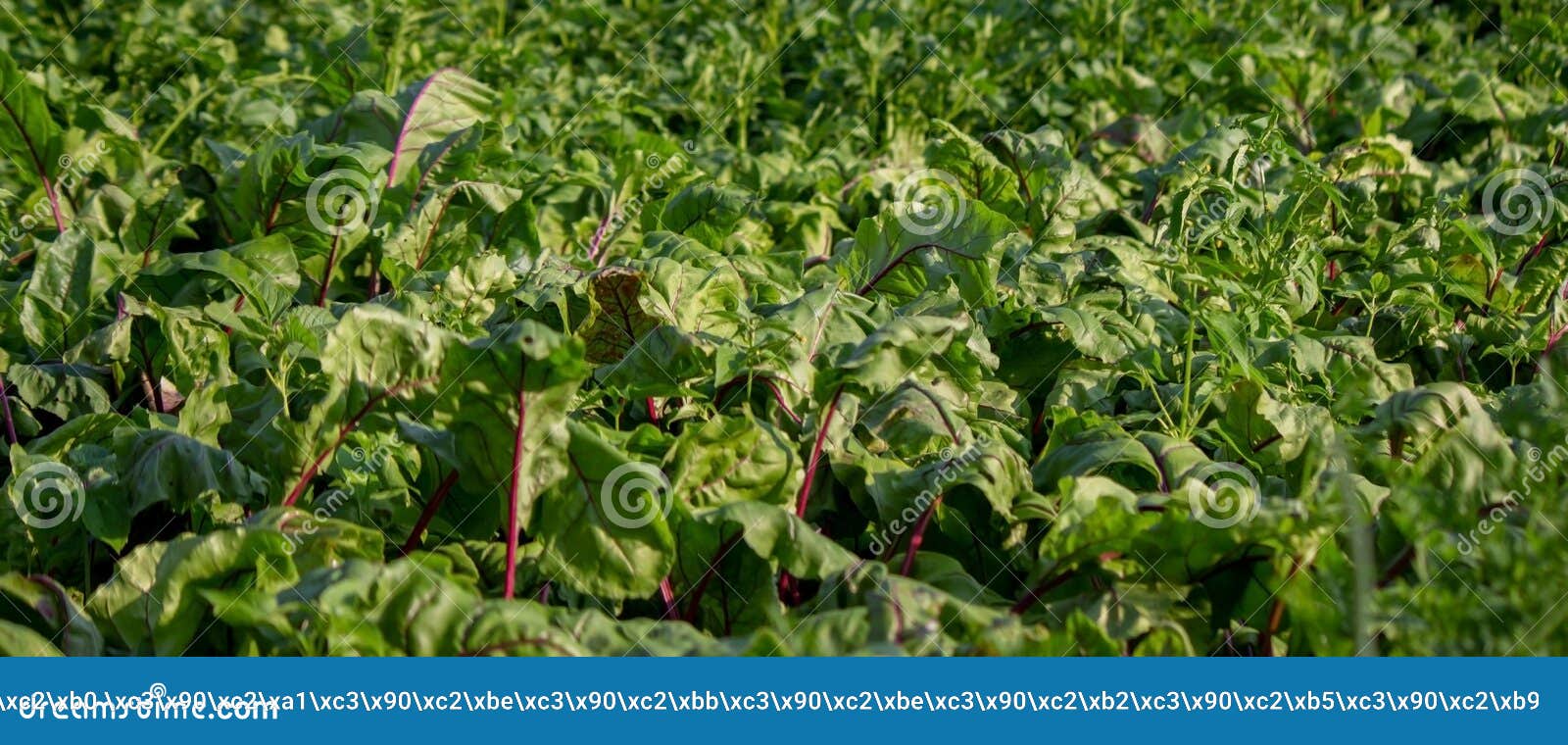 A Personal Plot with a Garden Bed. Farm Beds. Ecological Products Stock ...