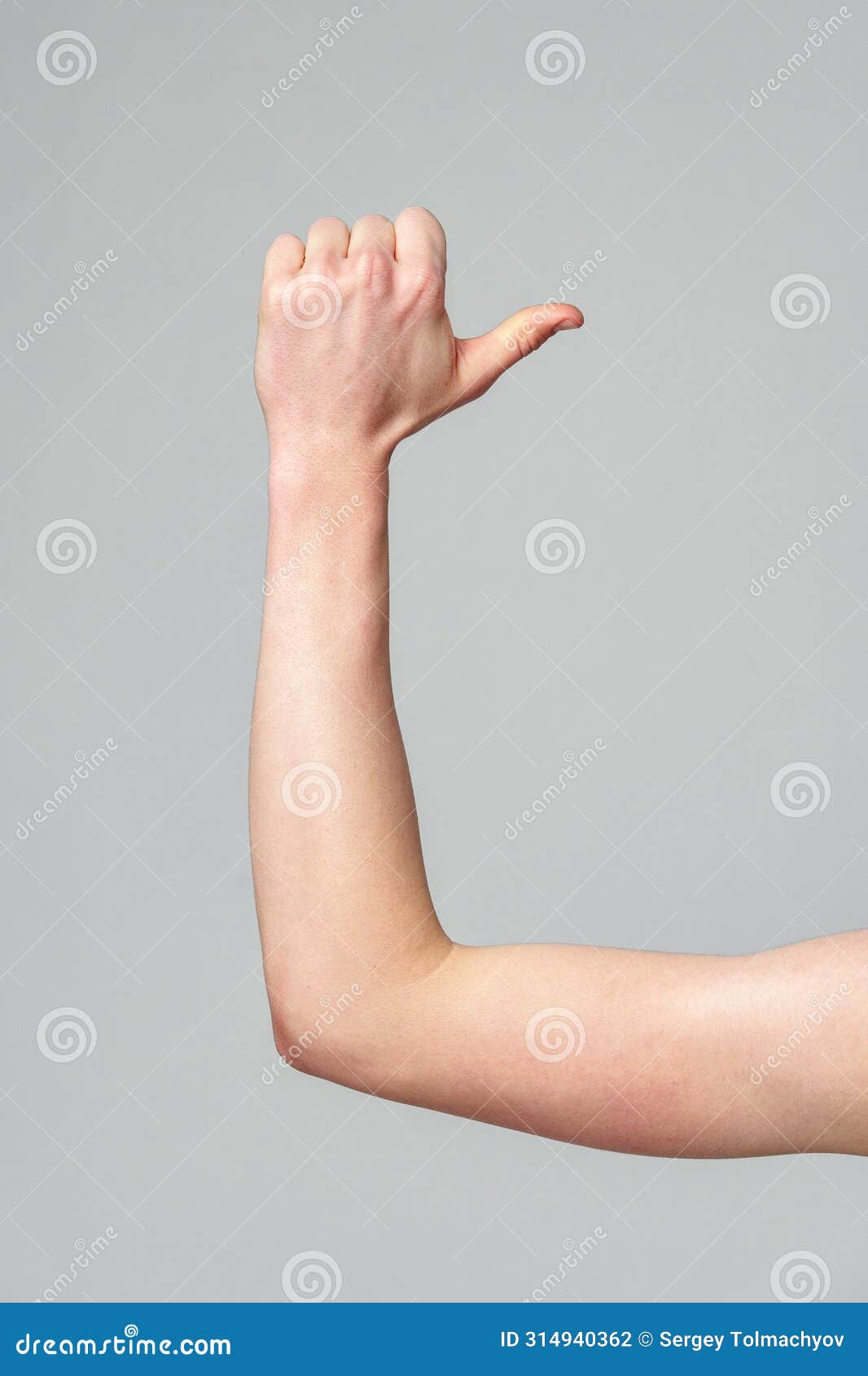 Flexed Forearm Demonstrating the Muscular System Against a Gray ...
