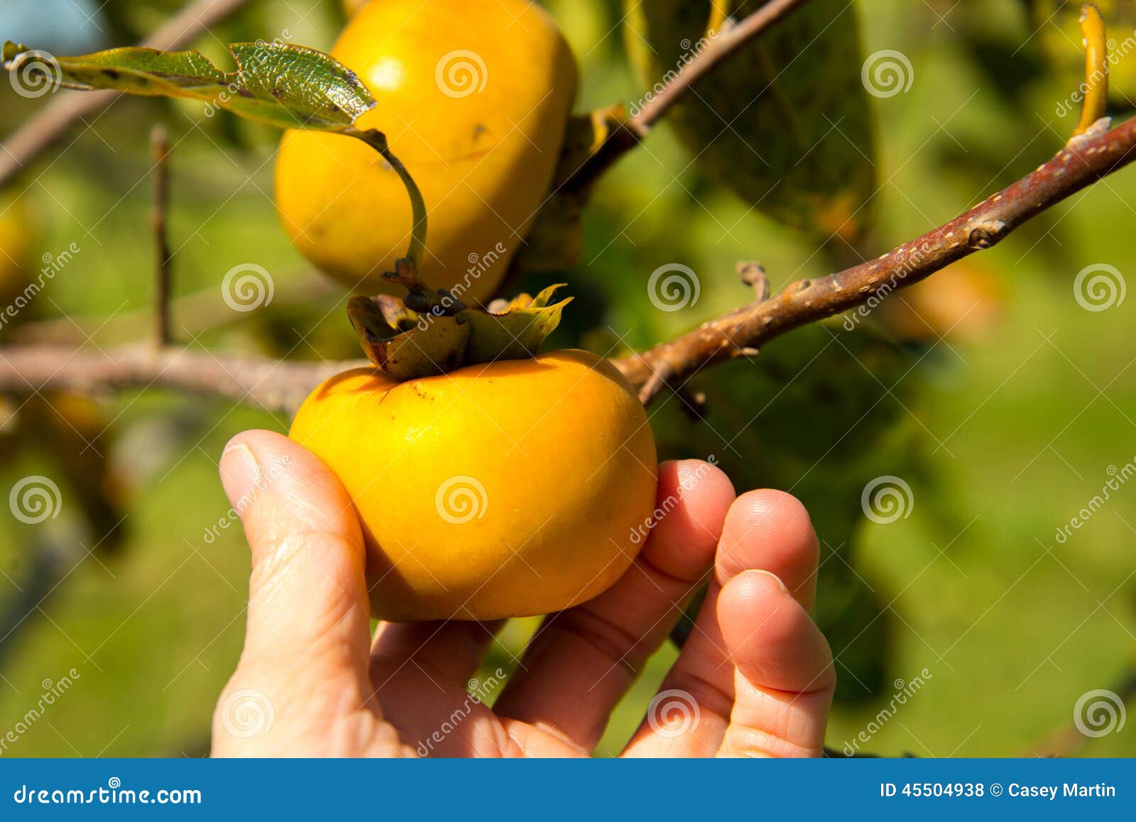 Persons Hand Picking a Ripe Asian Persimmon on a Tree Stock Photo ...