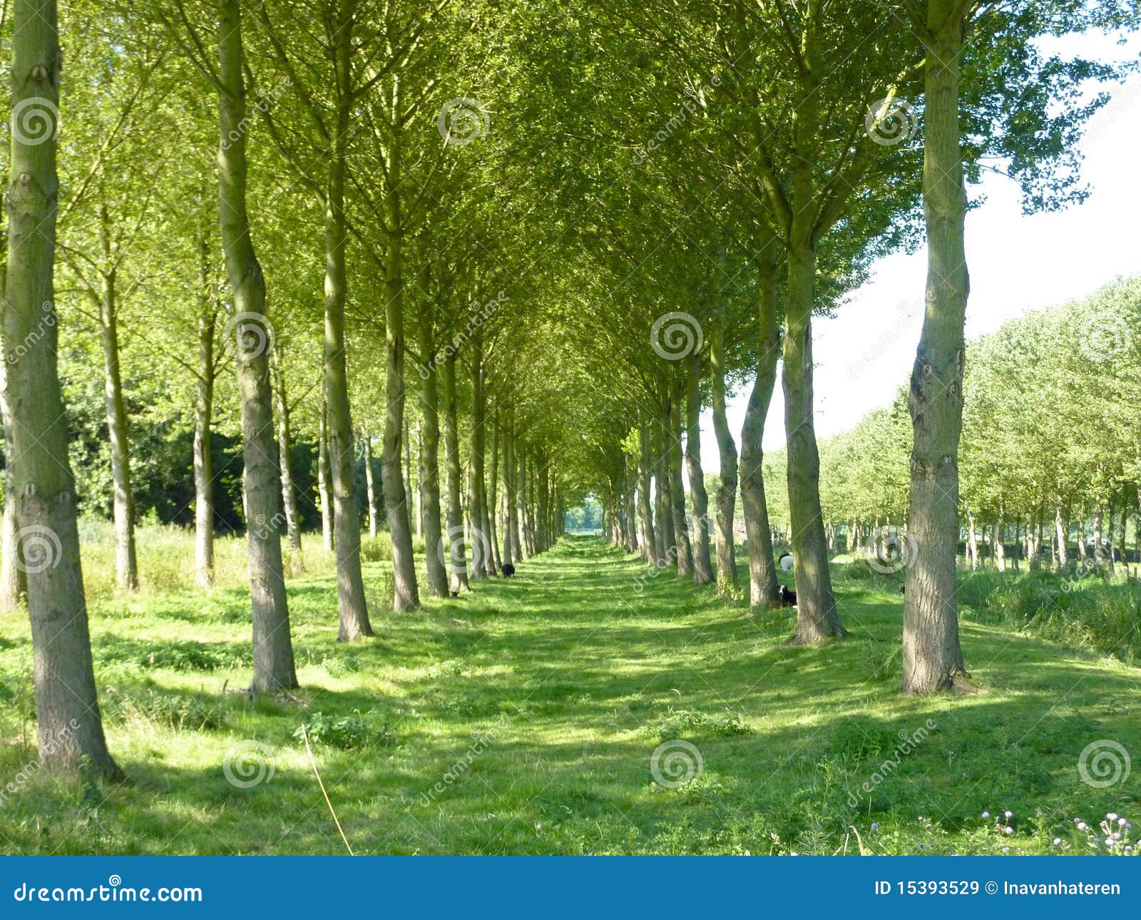 Perspective stock image. Image of landscape, tree, countryside - 15393529