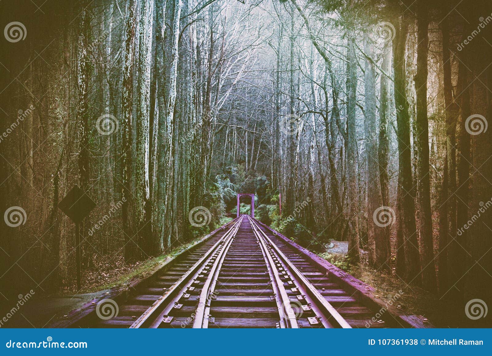 Perspective Abstract Photography of Train Rail Tracks in the Forest ...