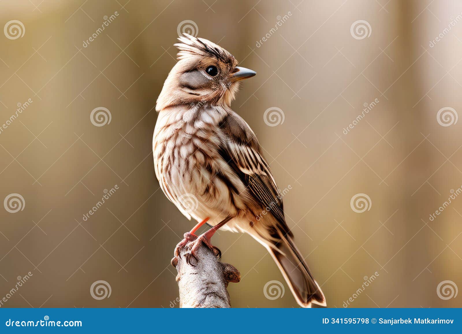 Perspective Anglephotograph or Render the Animal from Different Stock ...