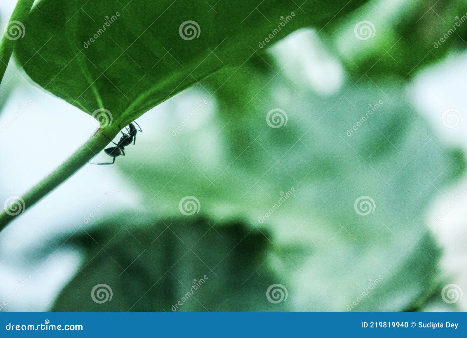 Perspective ant walk stock photo. Image of light, nature - 219819940