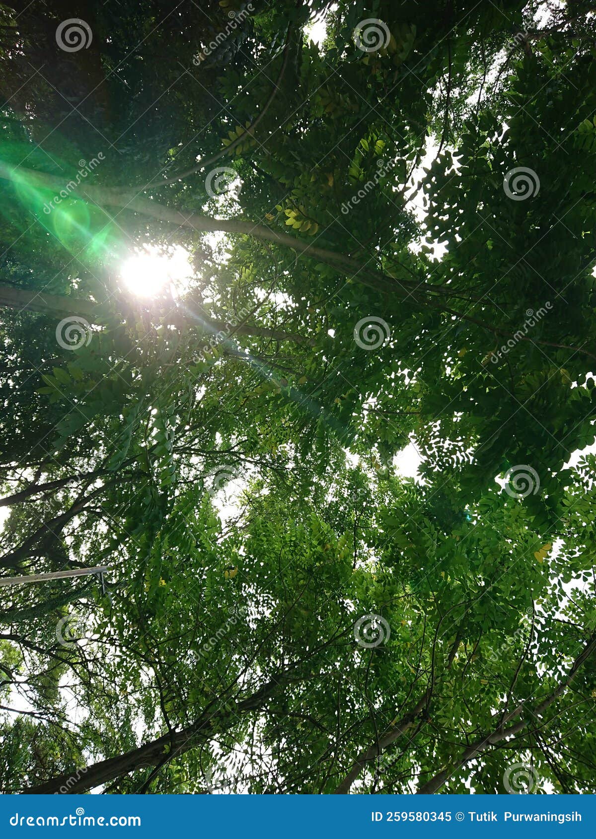 Low Angle, Tree with Flare from Sun Shine in the Morning Stock Image ...
