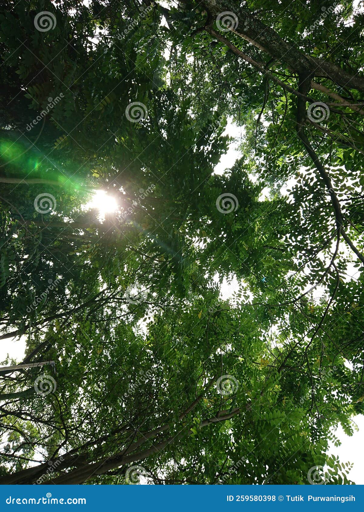 Low Angle, Tree with Flare from Sun Shine in the Morning Stock Photo ...