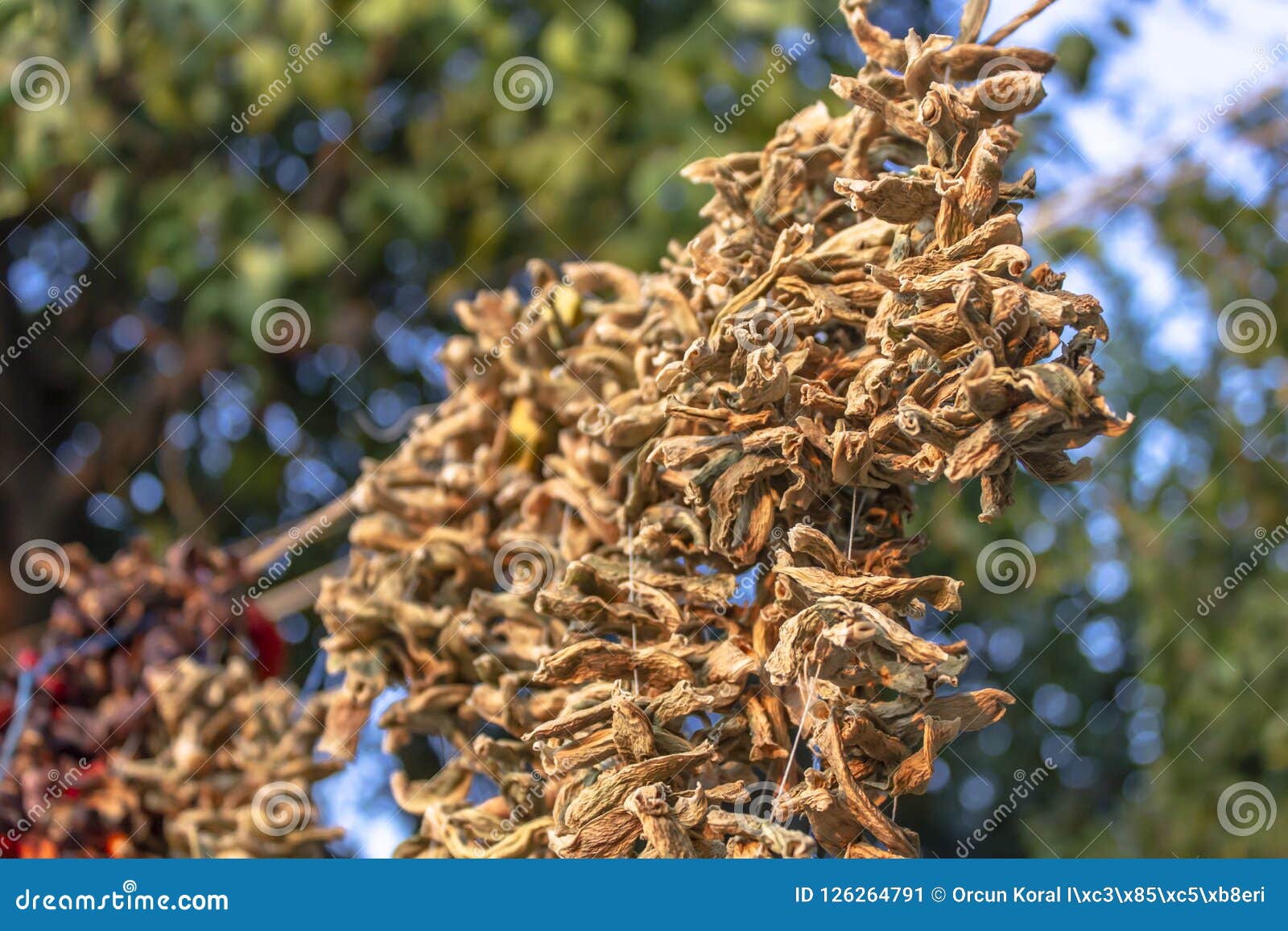 Perspective Bottom Shoot of Dried String Beans Hanged on Rope at Sunset ...