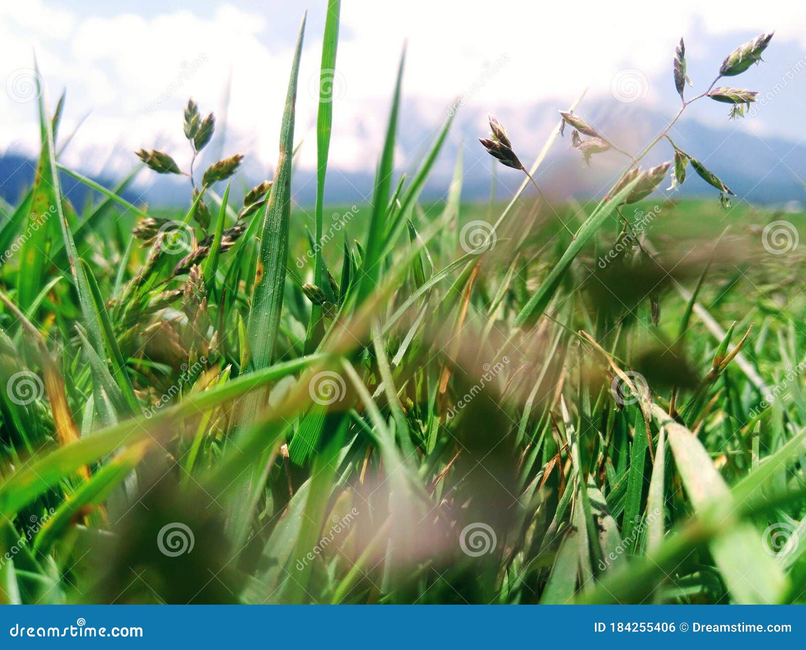 View through the grass stock photo. Image of background - 184255406